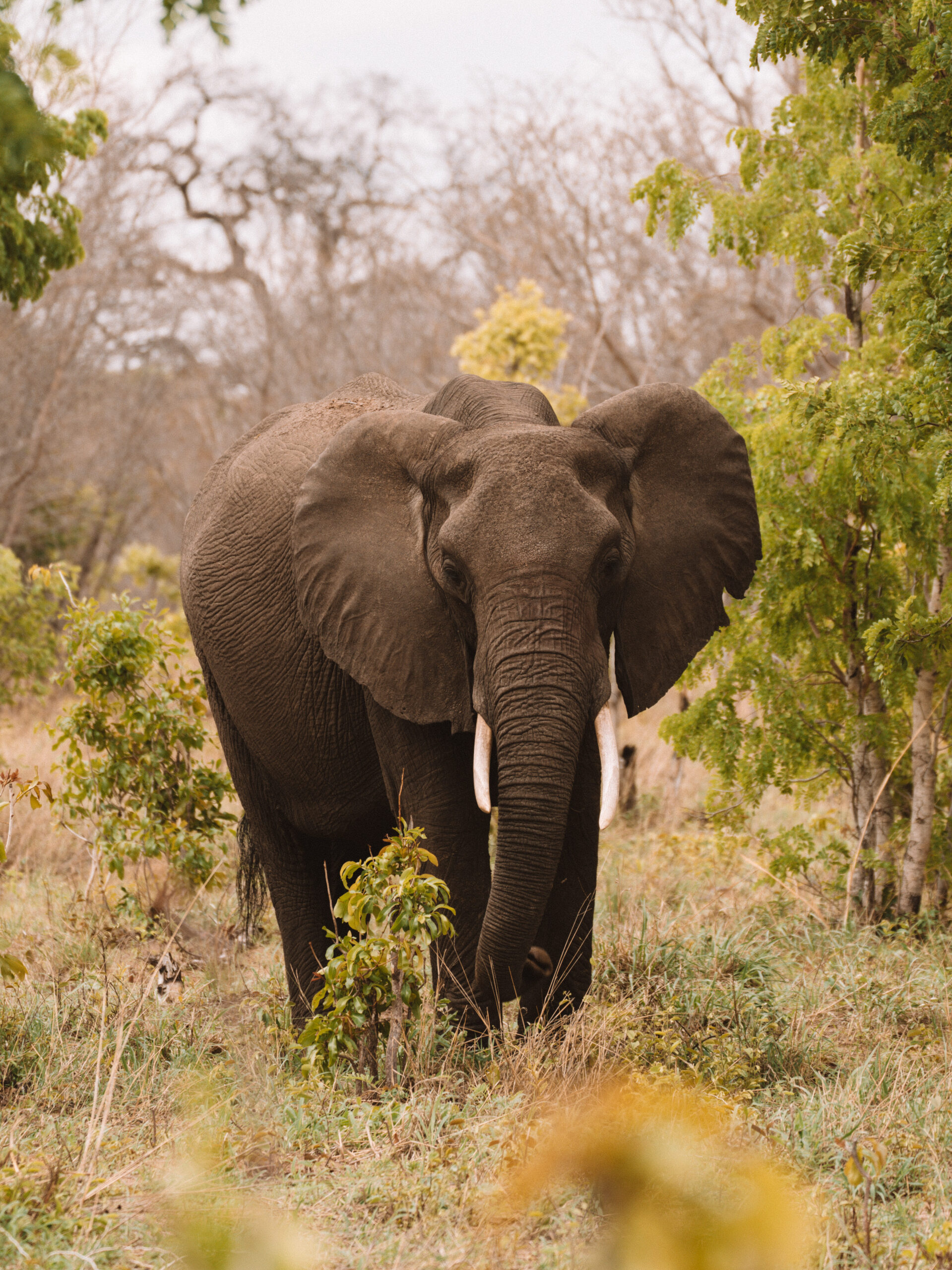 An Unforgettable Safari Experience in Botswana - The Globe Wanderers